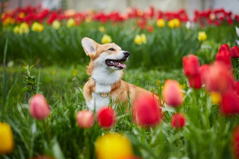 Welsh Corgi Pembroke in Spring Flowers Stock Image - Image of field ...