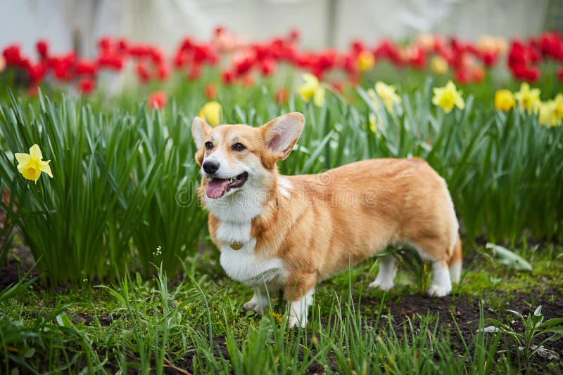 Welsh Corgi Pembroke in Spring Flowers Stock Image - Image of blooming ...