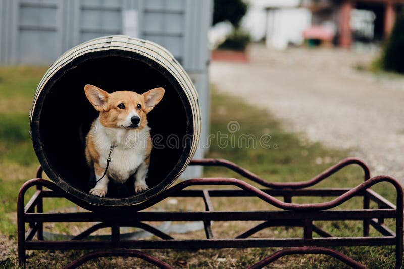Corgi is Standing in a Barrel Stock Image - Image of portrait, green ...