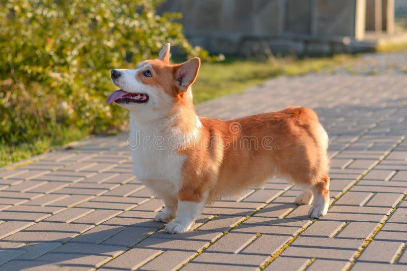 Corgi stands stock photo. Image of looking, playing - 111413198