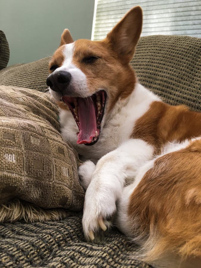 Corgi yawning stock photo. Image of cute, portrait, corgi - 80431748