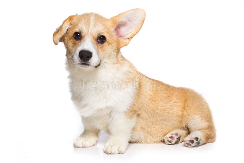 Pembroke Welsh Corgi valp arkivfoto. Bild av vovve, corgi - 42178288