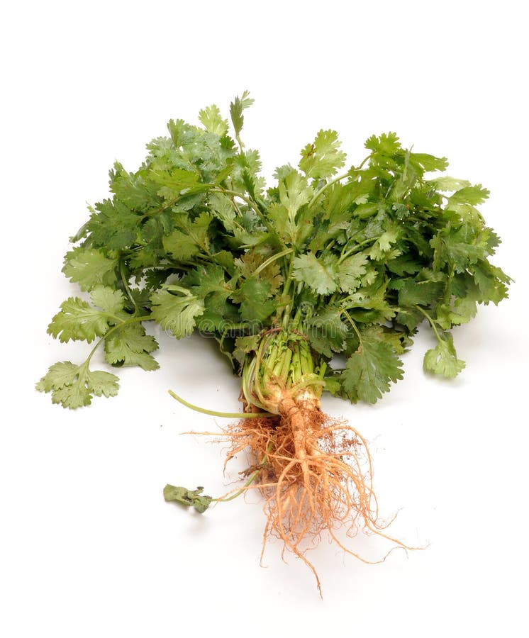 Spring onion and coriander stock photo. Image of salad - 73365452