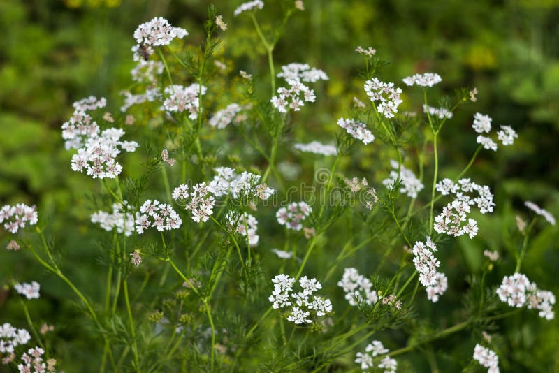 Coriander Blossom, Small Delicate White Coriander Flowers. Growing ...