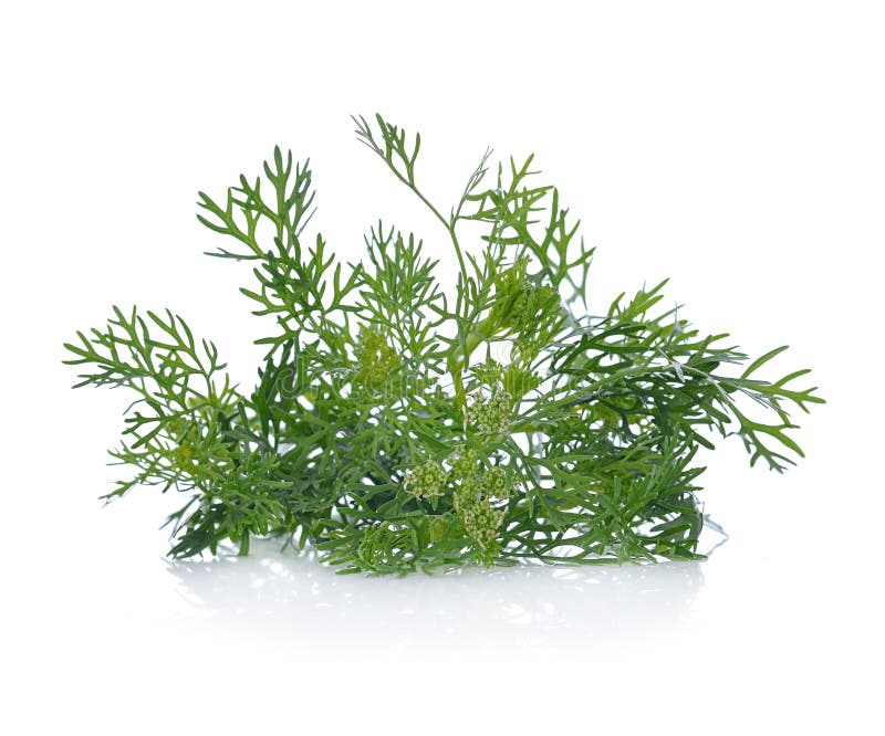 Coriander Bunch Isolated on White Stock Photo - Image of flavor ...