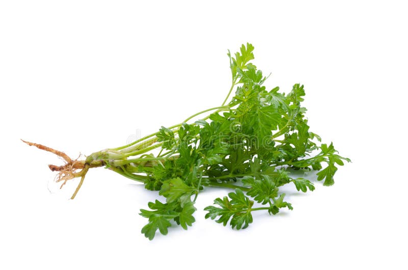 Coriander Bunch Isolated on White Stock Image - Image of fresh ...