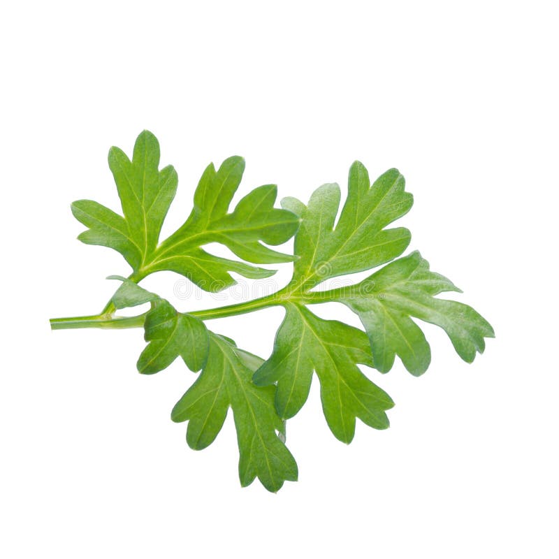 Coriander Bunch Isolated on White Stock Photo - Image of food, healthy ...