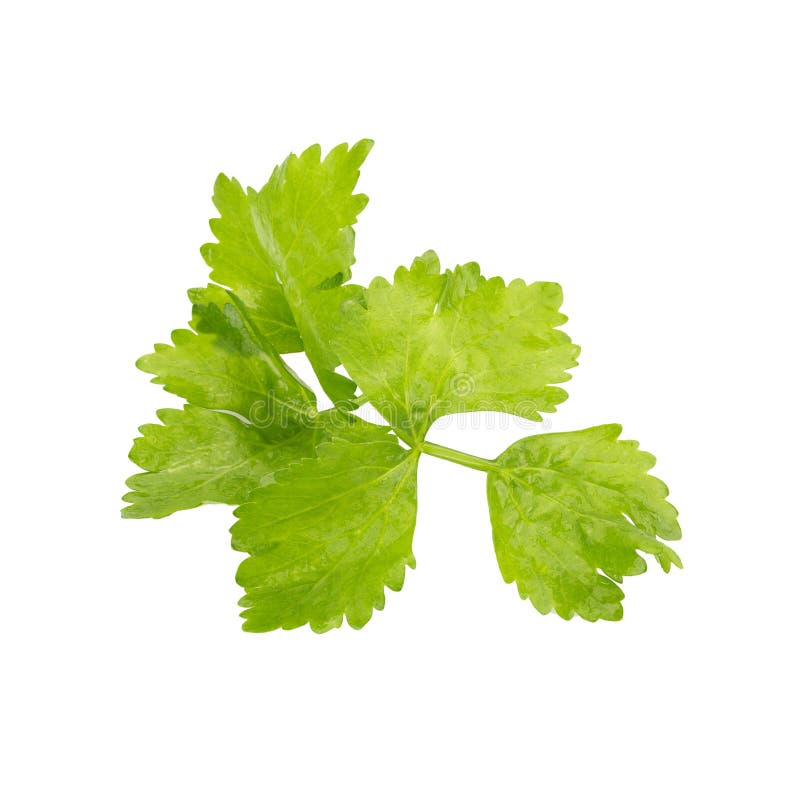 Coriander Bunch Isolated on White Stock Photo - Image of aroma, herbal ...