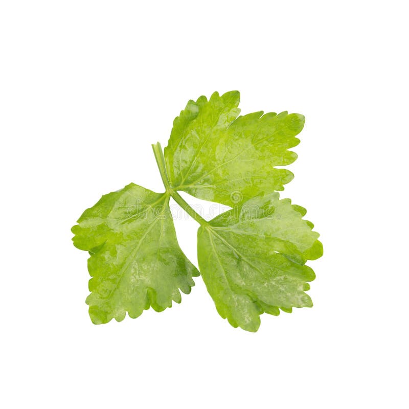 Coriander Bunch Isolated on White Stock Image - Image of herbal, fresh ...