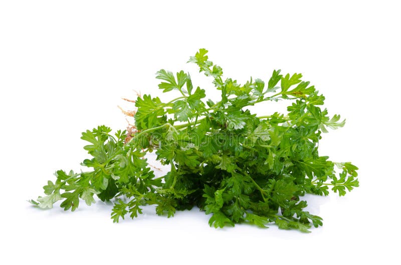 Coriander Bunch Isolated on White Stock Image - Image of spice ...