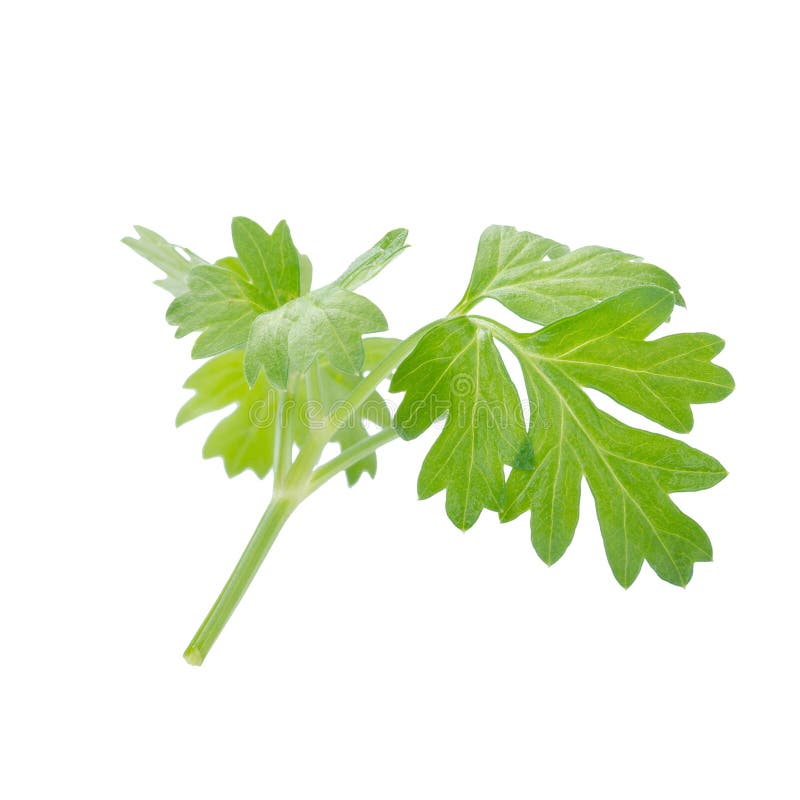 Coriander Bunch Isolated on White Stock Photo - Image of healthy ...