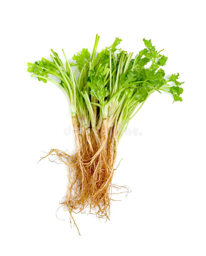 Cilantro Root with Leaves on White Background - Isolated Stock Photo ...