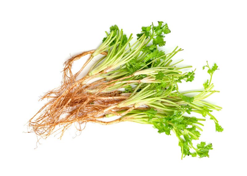 Cilantro Root with Leaves on White Background - Isolated Stock Photo ...