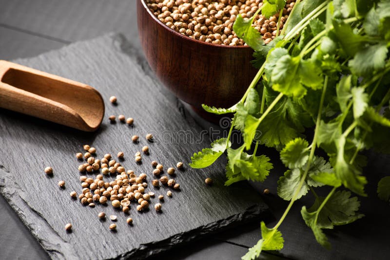 Coriander cilantro seeds stock photo. Image of indian - 134290690