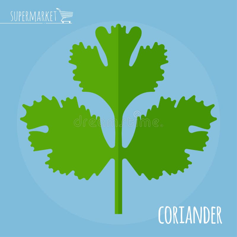 Coriander Flat Design Icon. Stock Vector - Illustration of fragrance ...