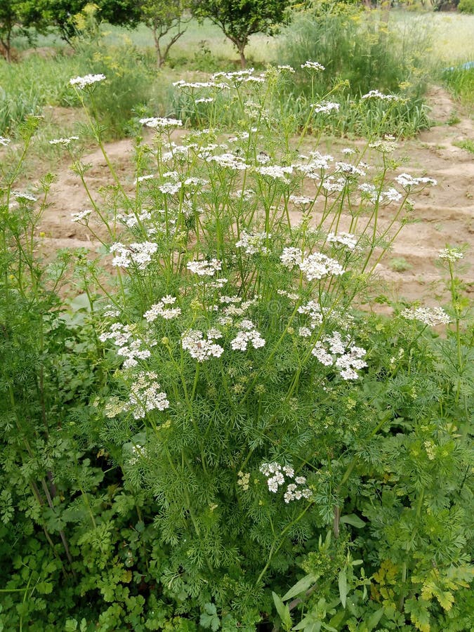 Coriander Flowering Photo from Misrial Talagang . Stock Image - Image ...