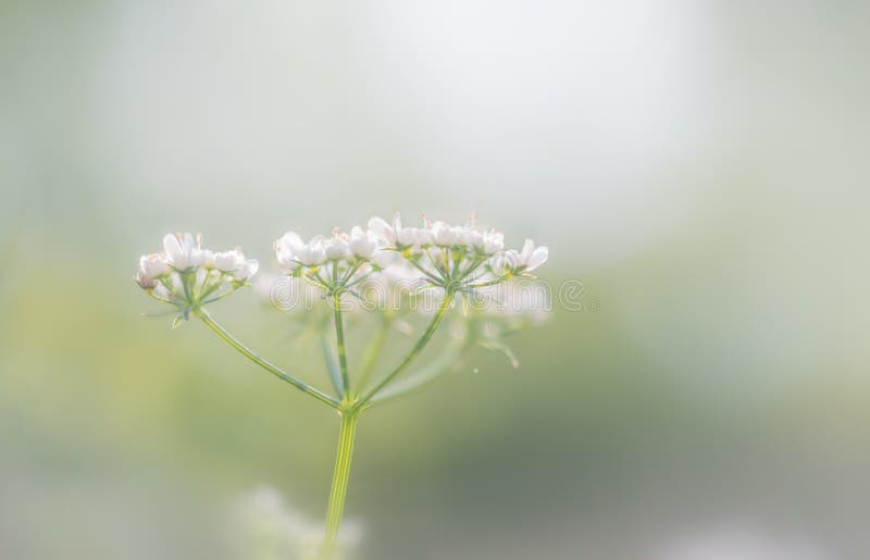 Coriander Flowers in the Light of June Stock Image - Image of beauty ...