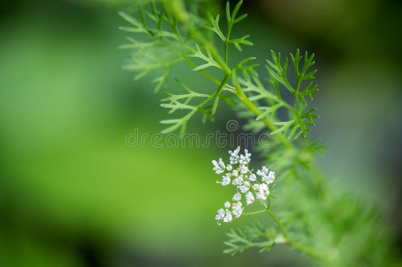 Coriander tree stock image. Image of leef, food, coriander - 128587783