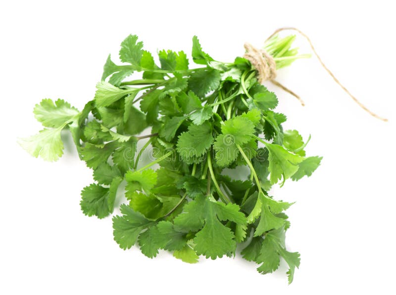 Coriander stock image. Image of garnish, flora, natural - 52736981