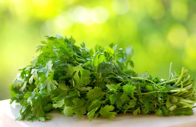 Coriander on Green Background. Stock Image - Image of diet, cooking ...