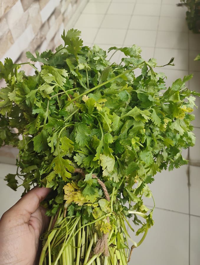 Coriander, Green Coriander, Vegetable, Herb, Nature, Coriander in Hand, Stock Image - Image of ...