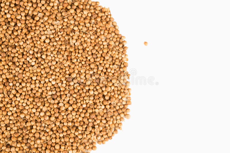 Coriander stock photo. Image of aromatic, seasoning, isolated - 49038000