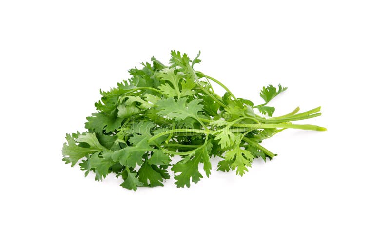 Coriander Isolated on White Background Stock Photo - Image of white ...