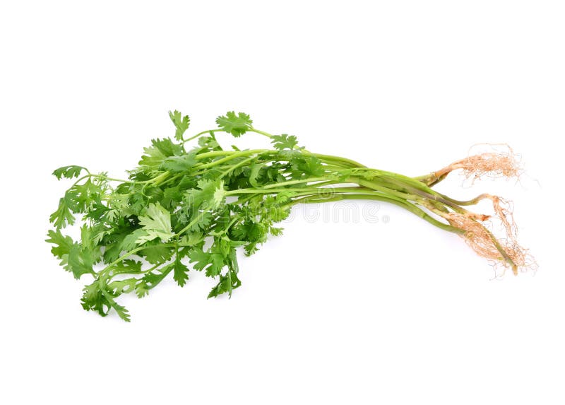 Coriander Isolated on White Stock Image - Image of condiment, chinese ...