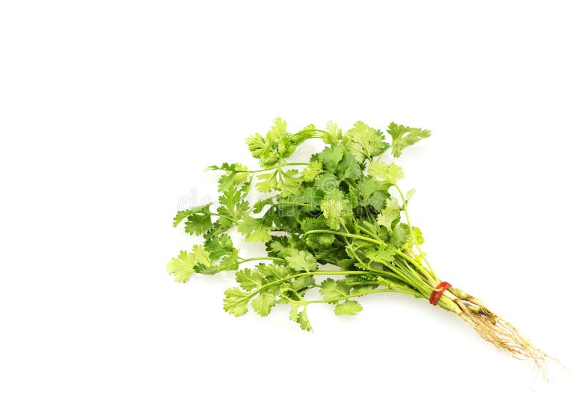 Coriander Isolated on White Stock Image - Image of condiment, chinese ...