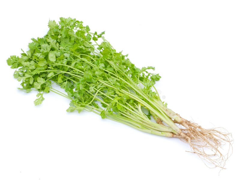Coriander stock image. Image of herbal, diet, flora, food - 30887469