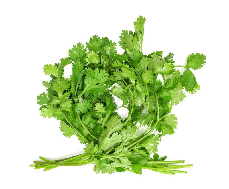 Coriander Isolated on White Stock Image - Image of condiment, chinese ...