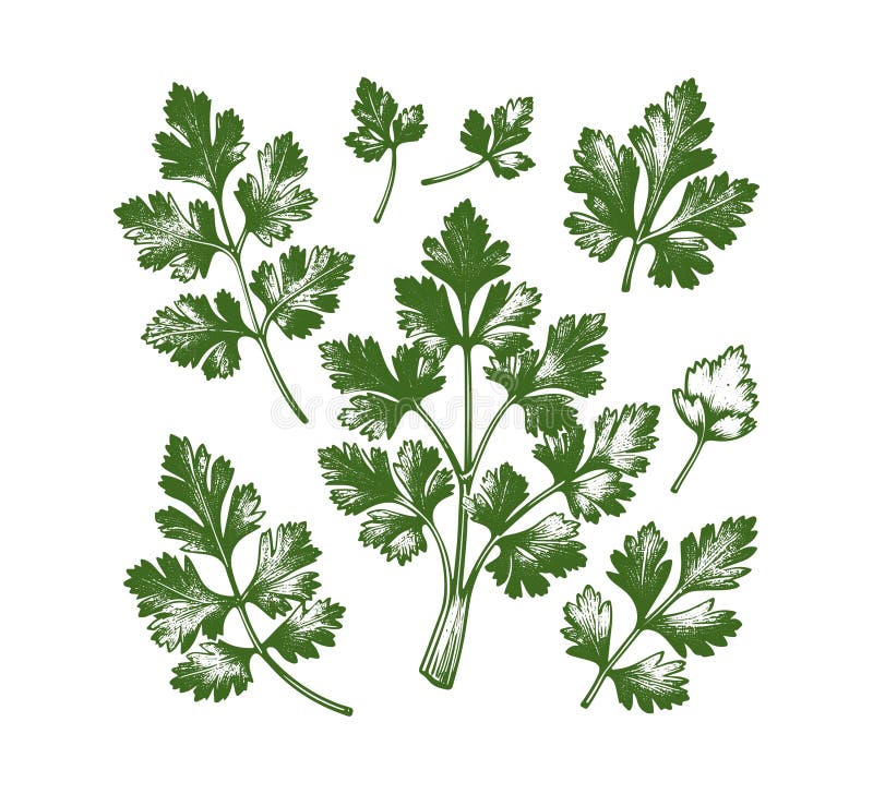 Coriander Leaf Hand Drawn Vector Stock Vector - Illustration of isolated, organic: 339338798