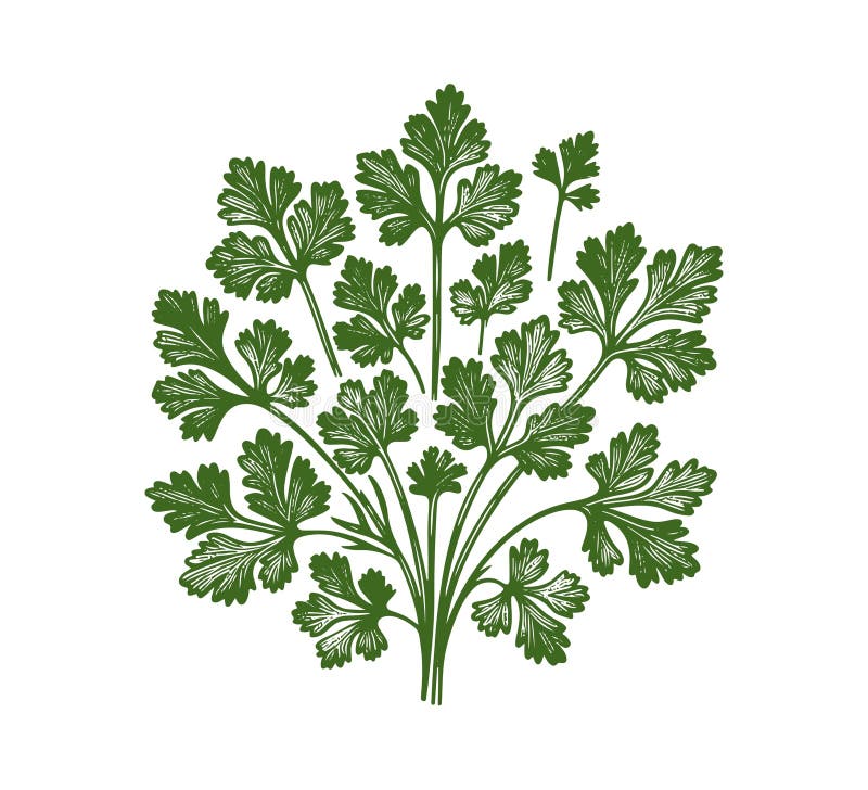 Coriander Leaf Hand Drawn Vector Stock Vector - Illustration of botanical, cilantro: 339338804