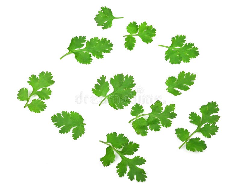 Coriander Leaf Isolated on White Background. Top View Stock Image ...