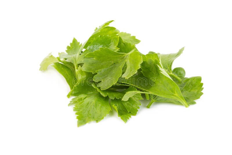 Coriander Leaves Isolated on White Background Stock Photo - Image of ...