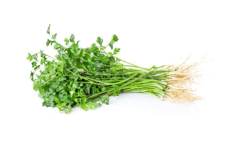 Coriander Leaves on White Background Stock Image - Image of fresh ...