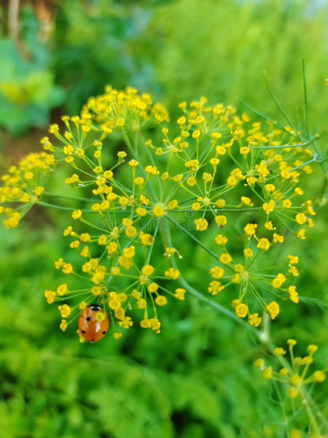A Coriander Plant Flower Pic with Insects Stock Image - Image of number ...