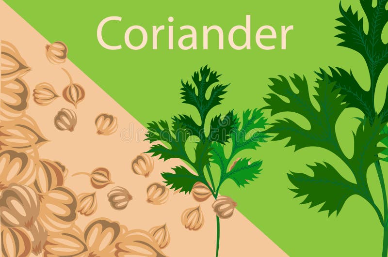 Coriander Tree Stock Illustrations – 125 Coriander Tree Stock ...