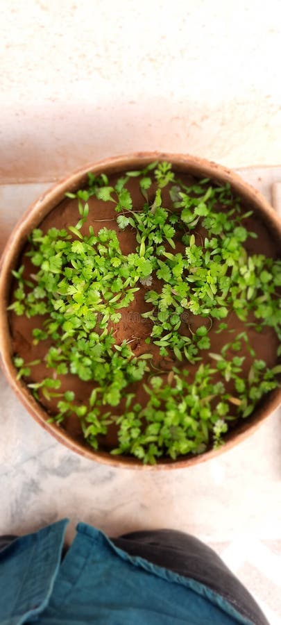 Coriander pot stock photo. Image of plant, cuisine, shrub - 223382752