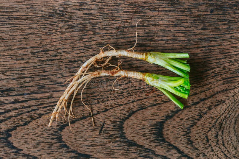 Cilantro Root with Leaves on White Background - Isolated Stock Photo ...