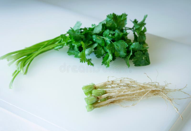 Coriander Root with Leaf Vegetable Stock Image - Image of agriculture ...
