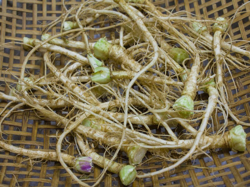Geranium Plant Stem with Leaves Stock Image - Image of twig, green ...