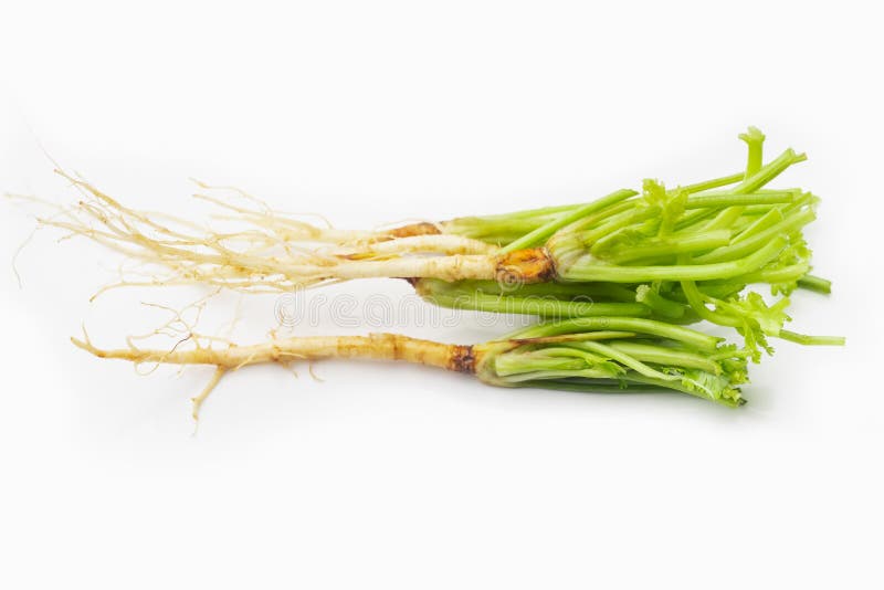 Fresh Coriander Cilantro With Roots On White Background Stock Image ...