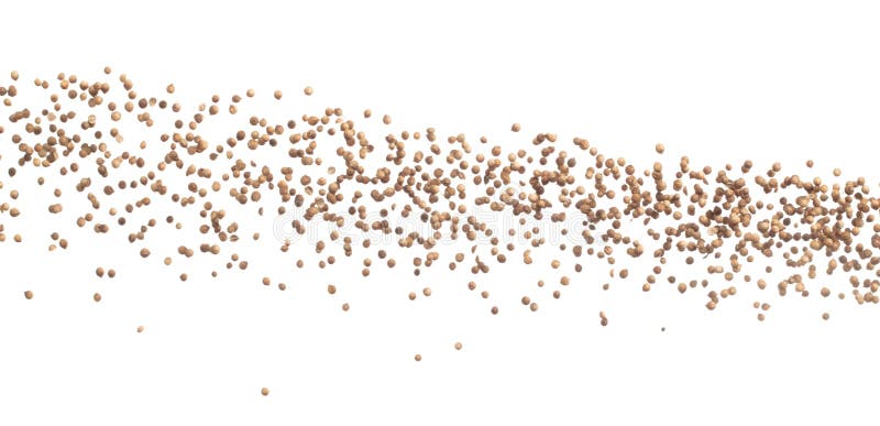 Coriander Seed Fall Down in Group, Brown Coriander Seed Float Explode ...