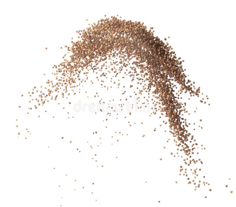 Coriander Seed Fly Explosion, Brown Coriander Seed Float Explode ...