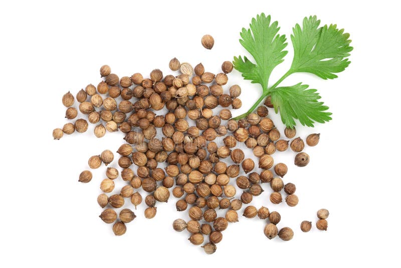 Coriander Seed and Leaves Isolated on White Background. Top View Stock ...