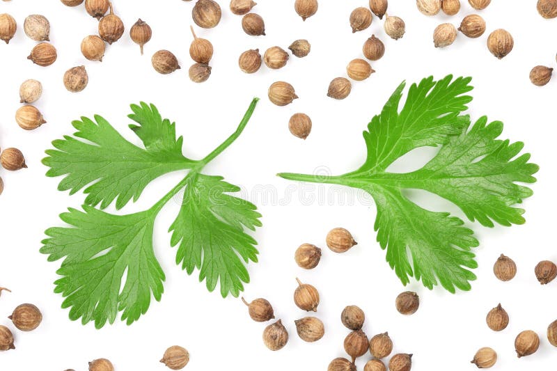 Coriander Seed and Leaves Isolated on White Background. Top View Stock ...