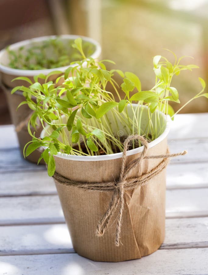 Coriander seedlings stock image. Image of vegetables - 26008431