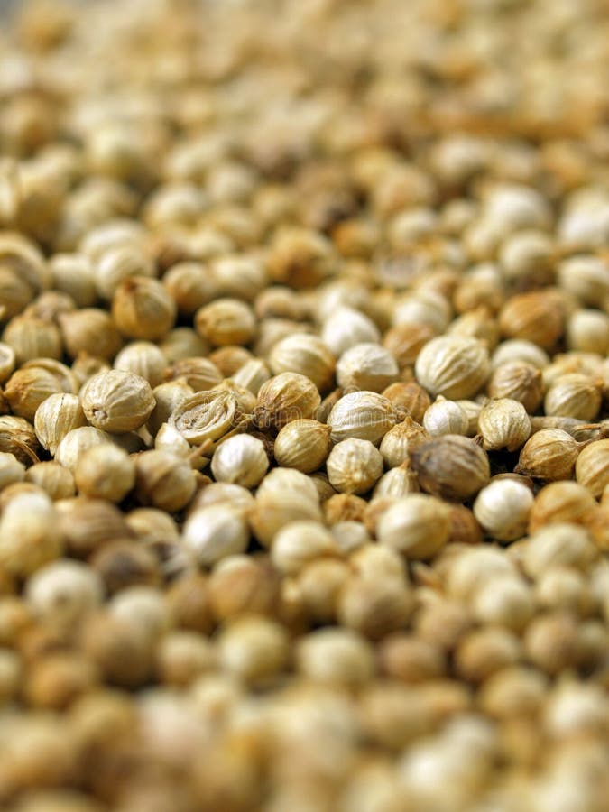 Coriander seeds stock image. Image of seasoning, food - 15086107