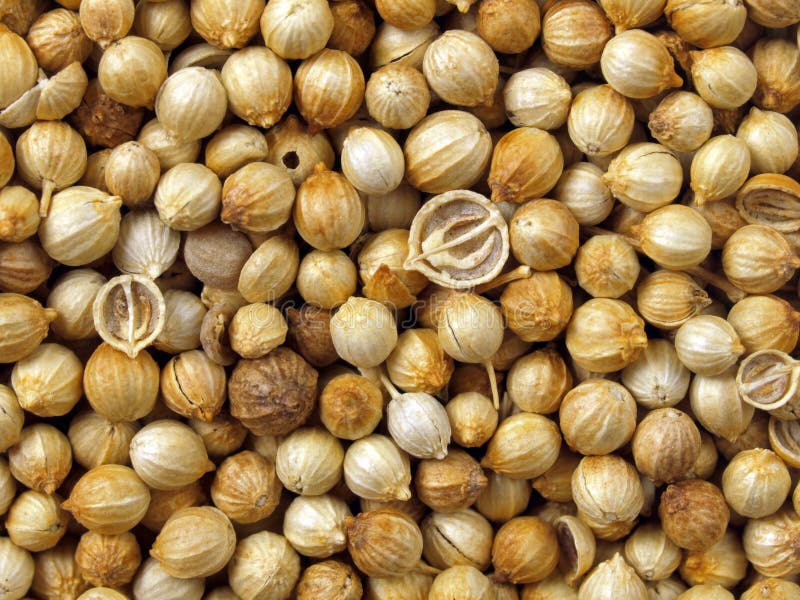 Coriander seeds stock image. Image of flavouring, food - 15086157